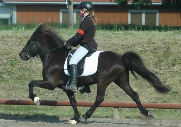 Om oss :: Olands-islandshastar-och-konsult-ab3